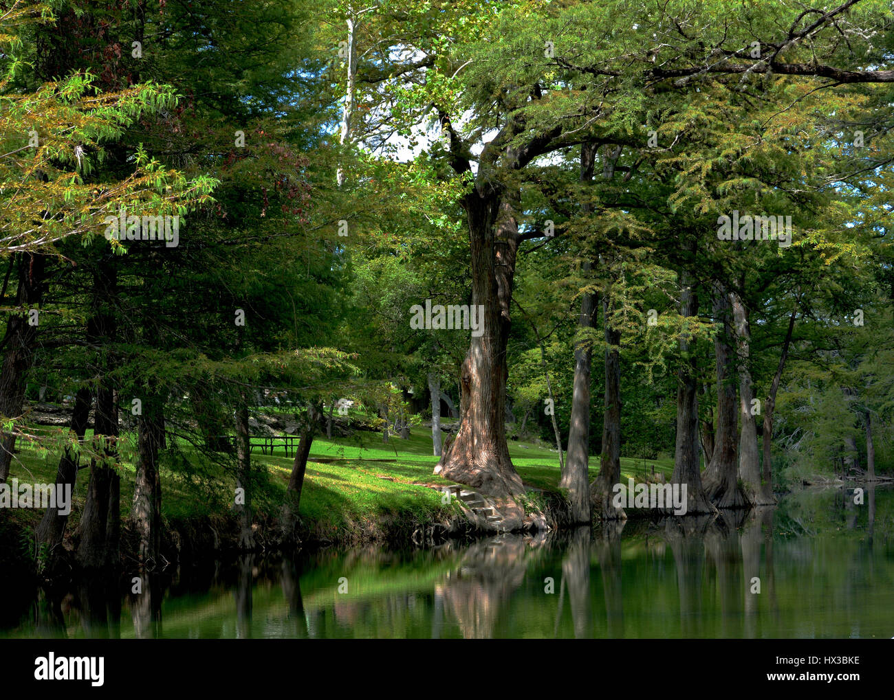Texas Cypress Trees Stock Photo - Alamy