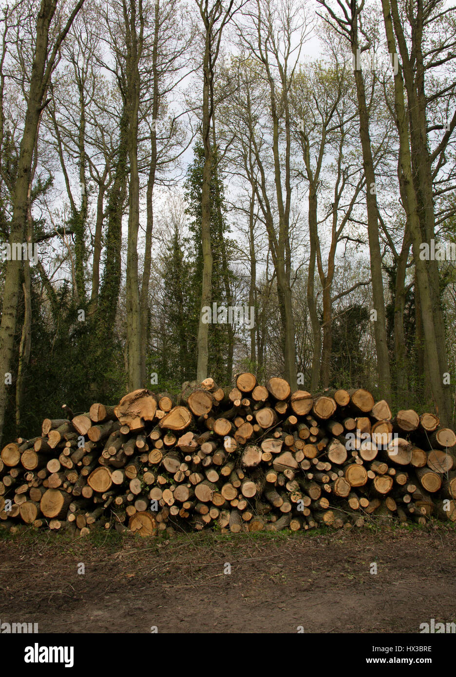 Pile of Oak, Quercus ruber, logs on nature reserve. The Knapp and ...