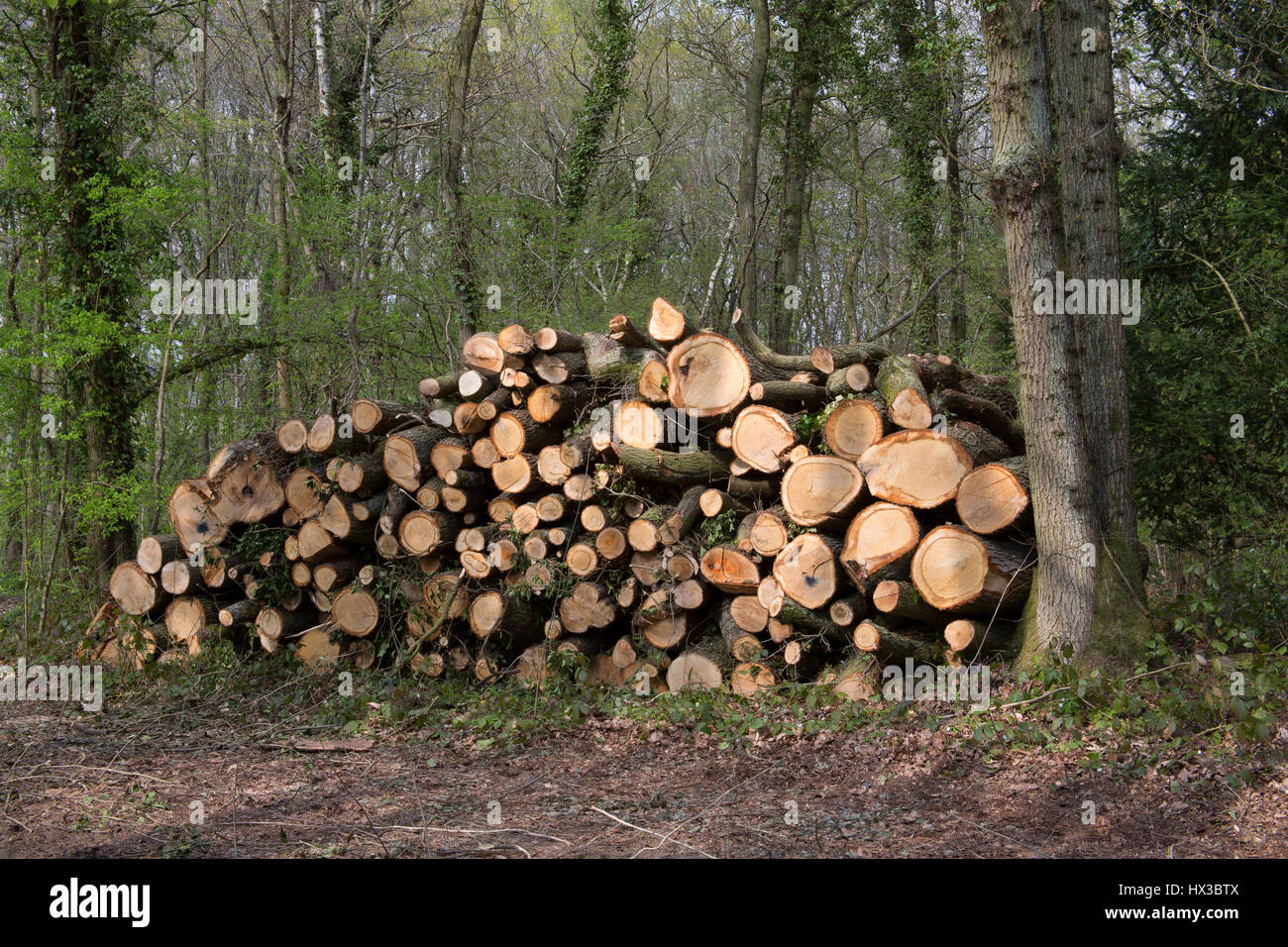 Pile of Oak, Quercus ruber, logs on nature reserve. The Knapp and ...