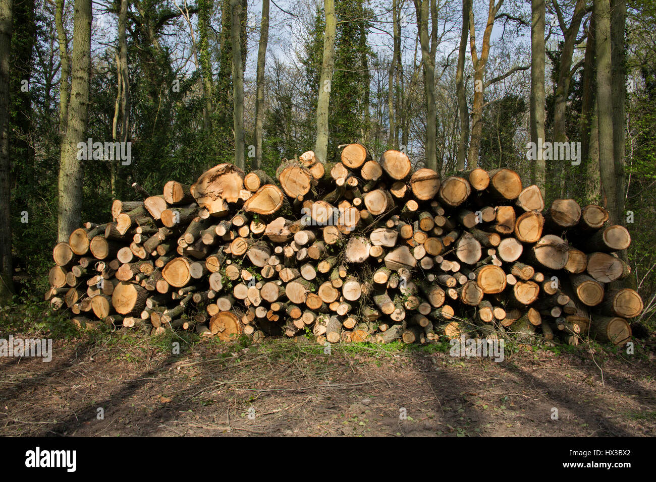 Pile of Oak, Quercus ruber, logs on nature reserve. The Knapp and ...