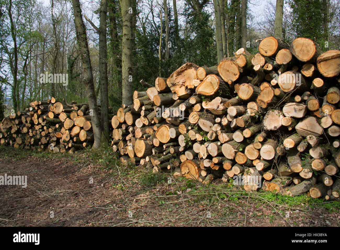 Pile of Oak, Quercus ruber, logs on nature reserve. The Knapp and ...