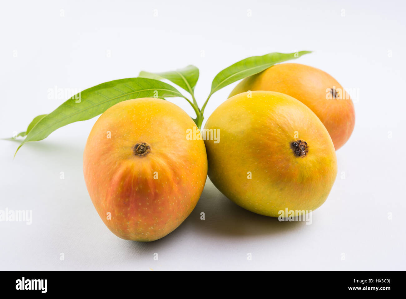 King of fruits; Alphonso yellow Mango fruit duo with stems and green ...