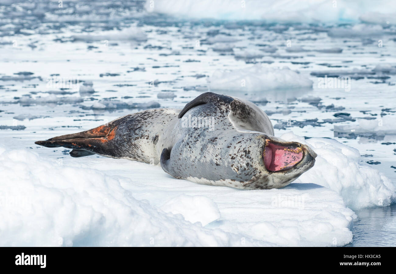 Leopard Seal on Ice Floe in Antarctica Stock Photo - Alamy