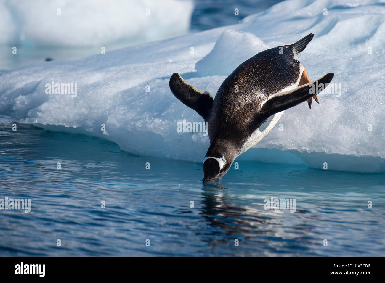 Penguin jump iceberg hi-res stock photography and images - Alamy