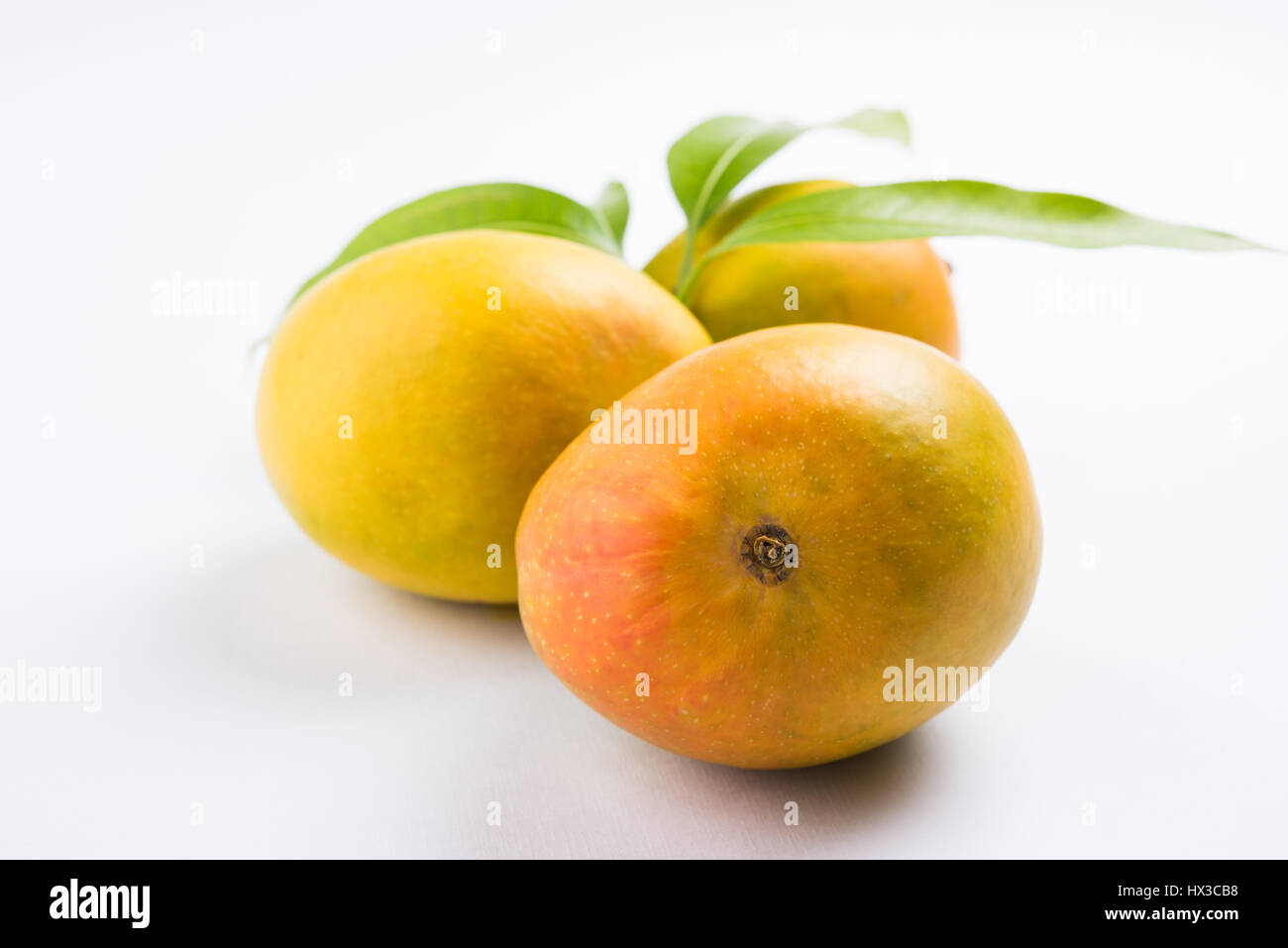 King of fruits; Alphonso yellow Mango fruit duo with stems and green ...