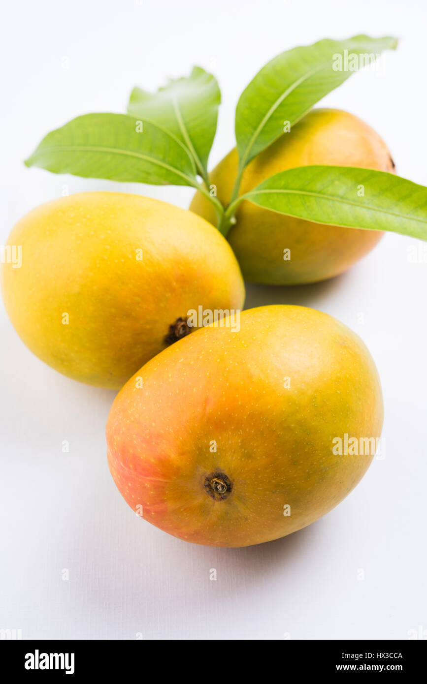 King of fruits; Alphonso yellow Mango fruit duo with stems and green ...