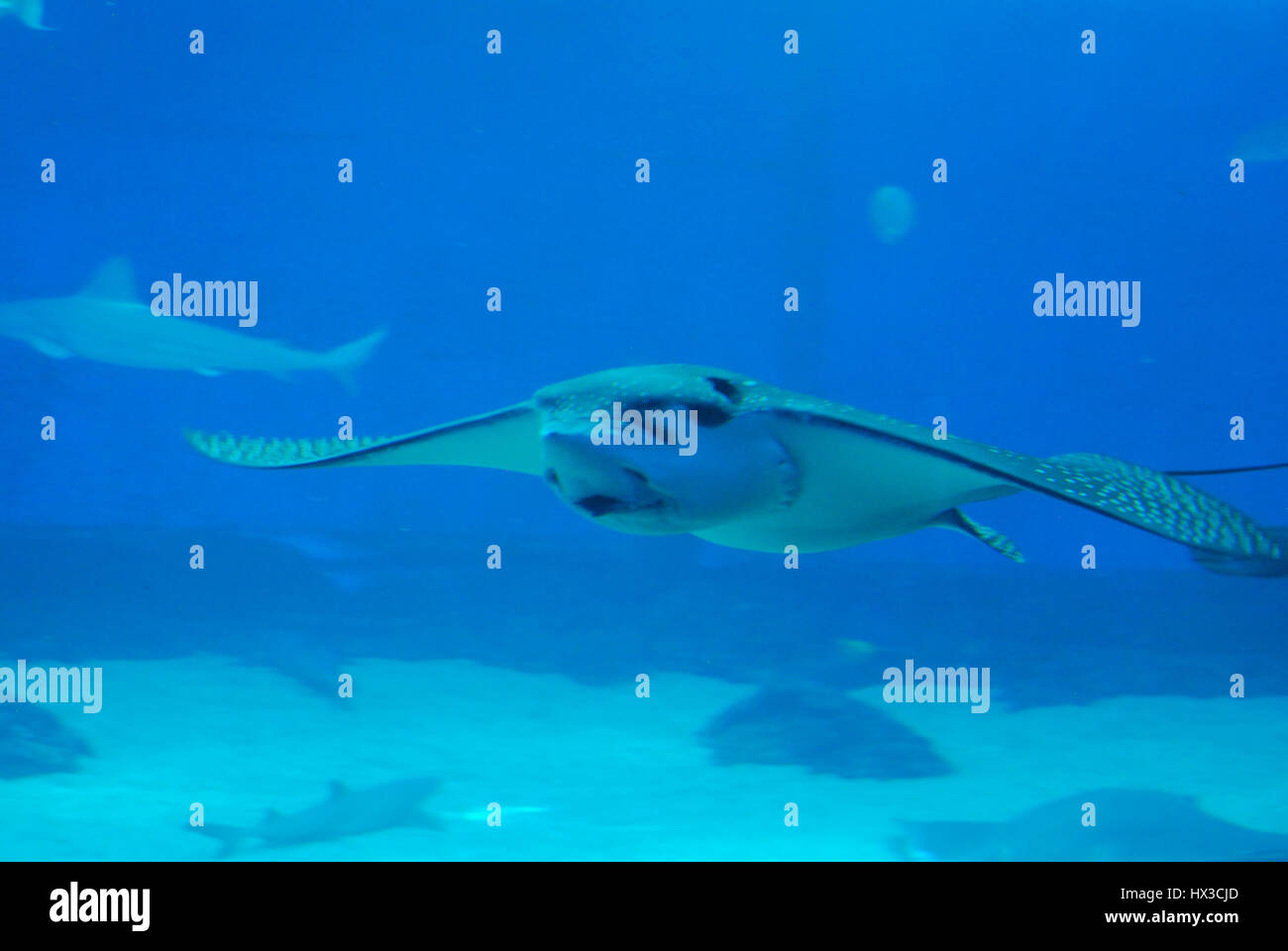Stingray face hi-res stock photography and images - Alamy