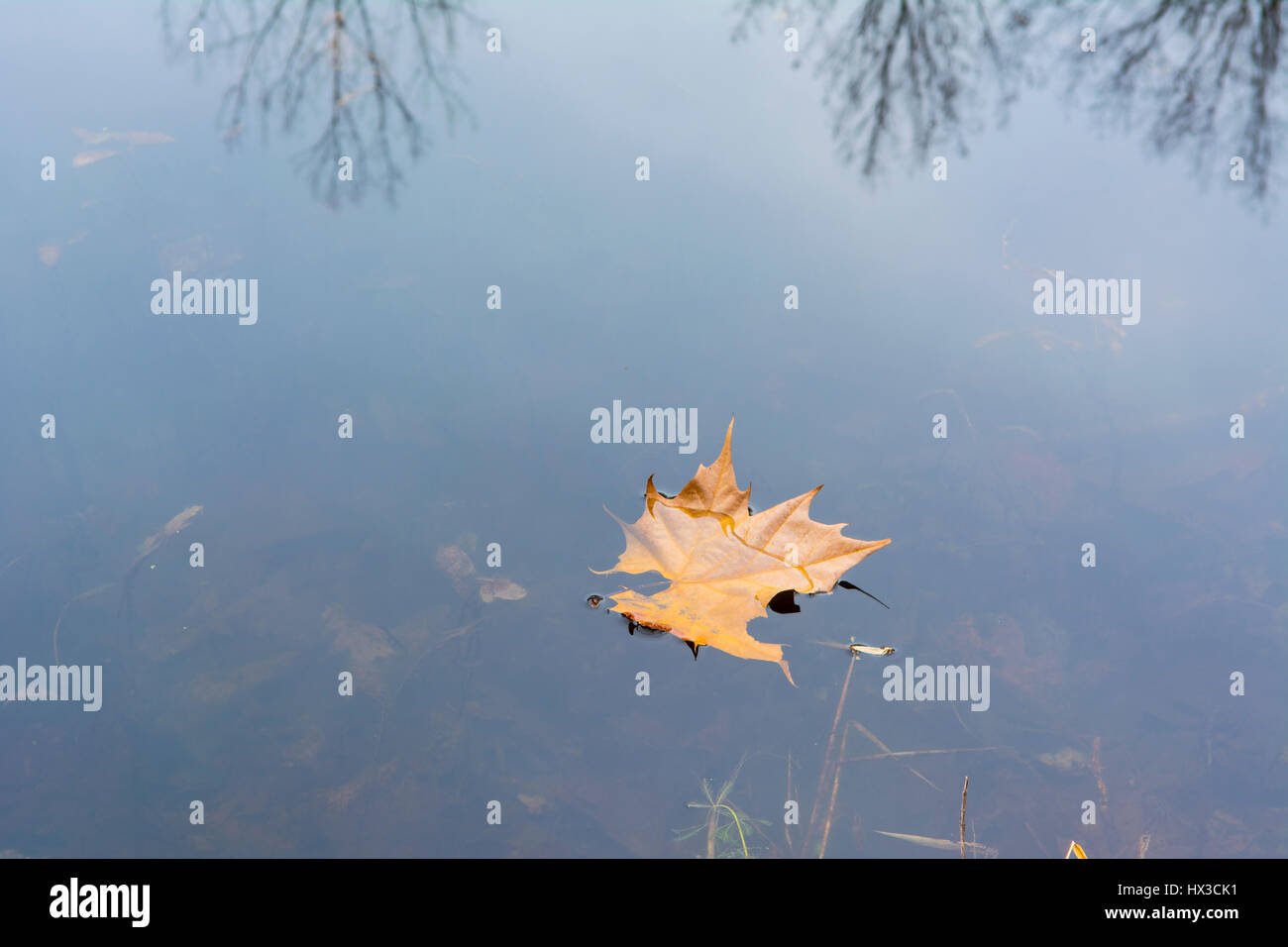 Leaf on water hi-res stock photography and images - Alamy
