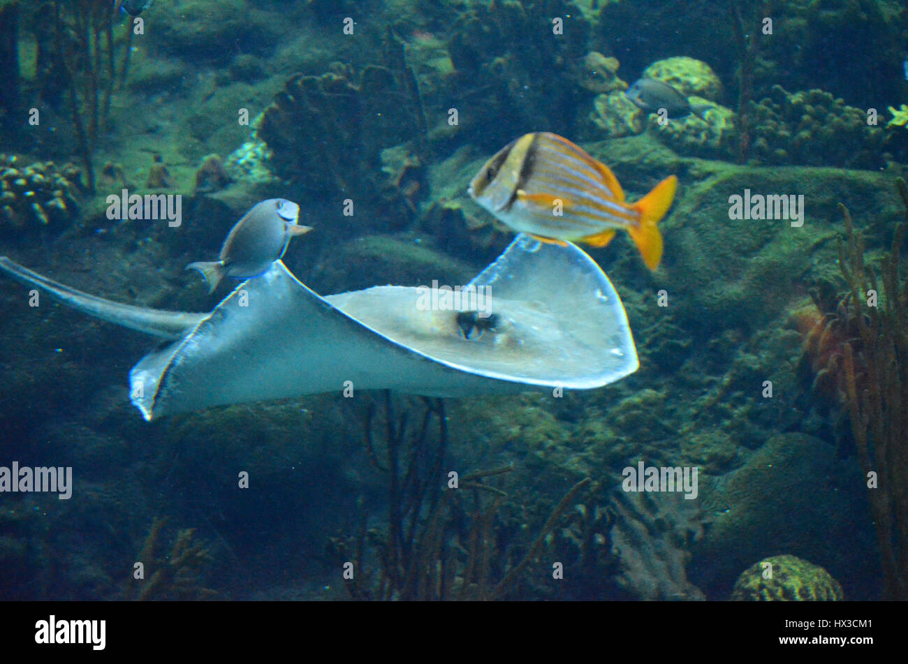 Stingray swimming with fish along a coral reef Stock Photo - Alamy