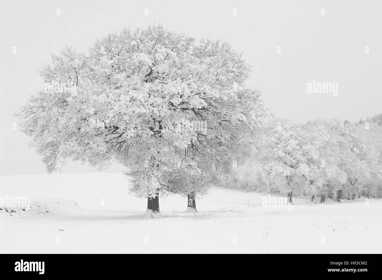 Snow laden trees in snowy landscape,Wooton St Lawrence,Hampshire Stock ...