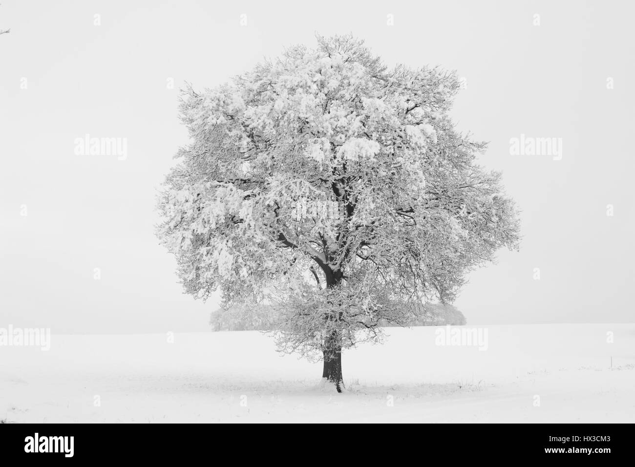 Snow laden trees in snowy landscape,Wooton St Lawrence,Hampshire Stock ...