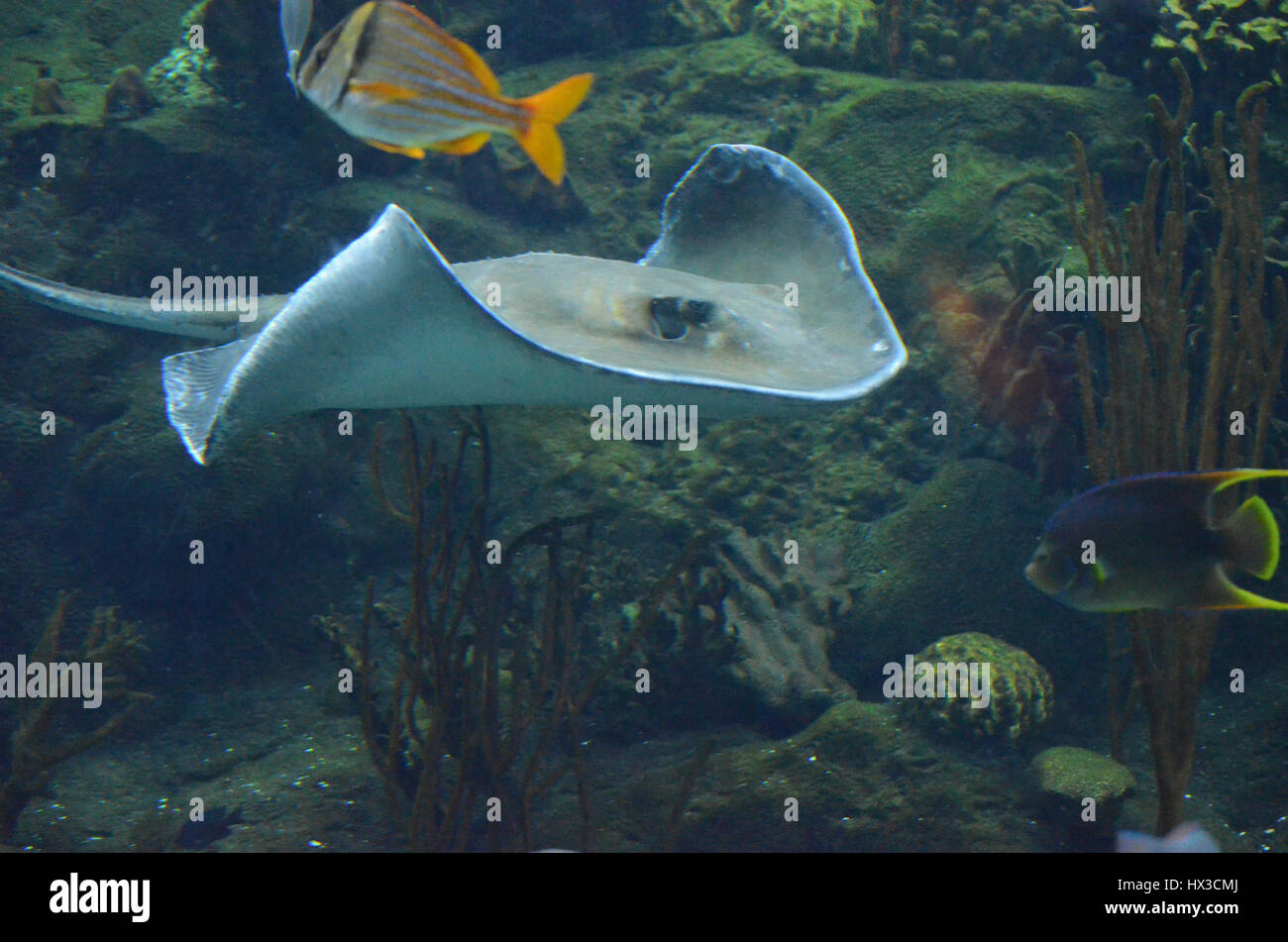 Scuba diving along an amazing coral reef with a stingray and colorful ...