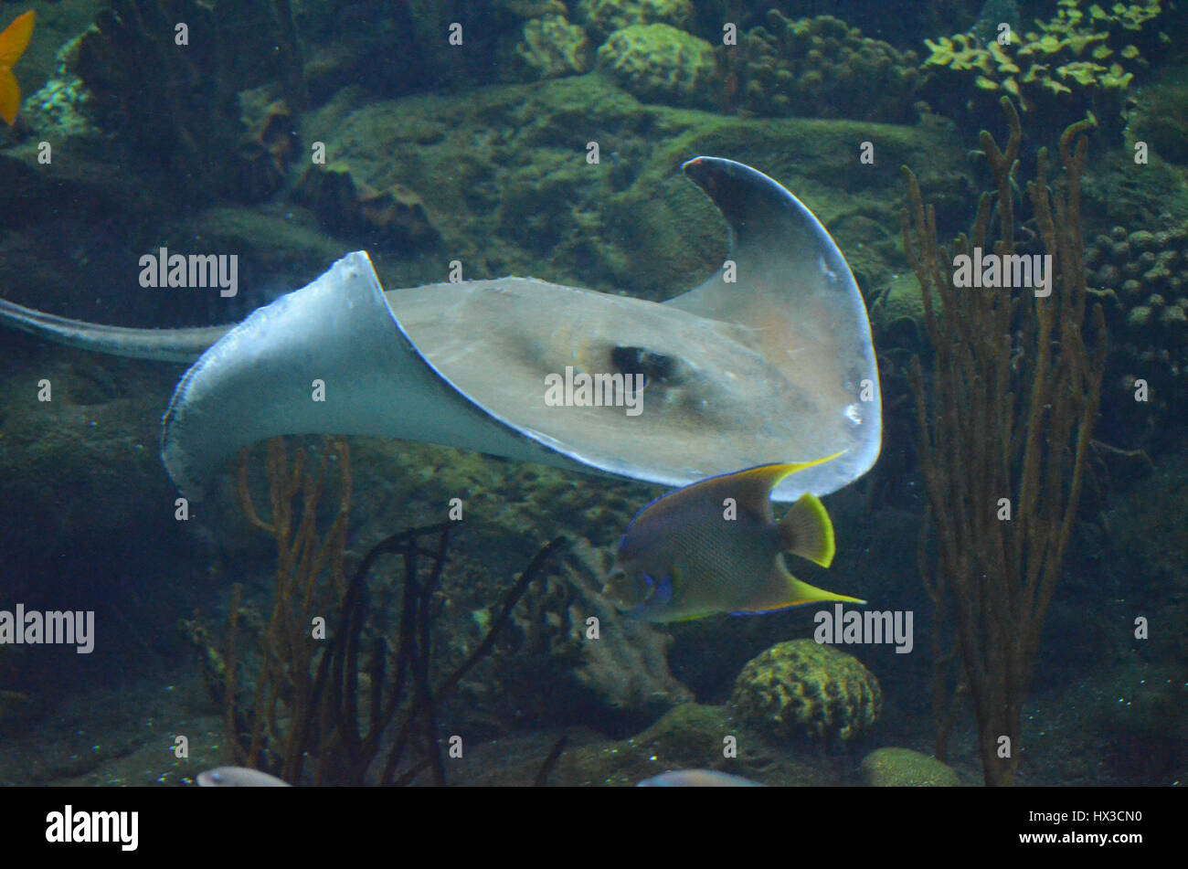 Large ray swimming underwater in the ocean along a reef Stock Photo - Alamy