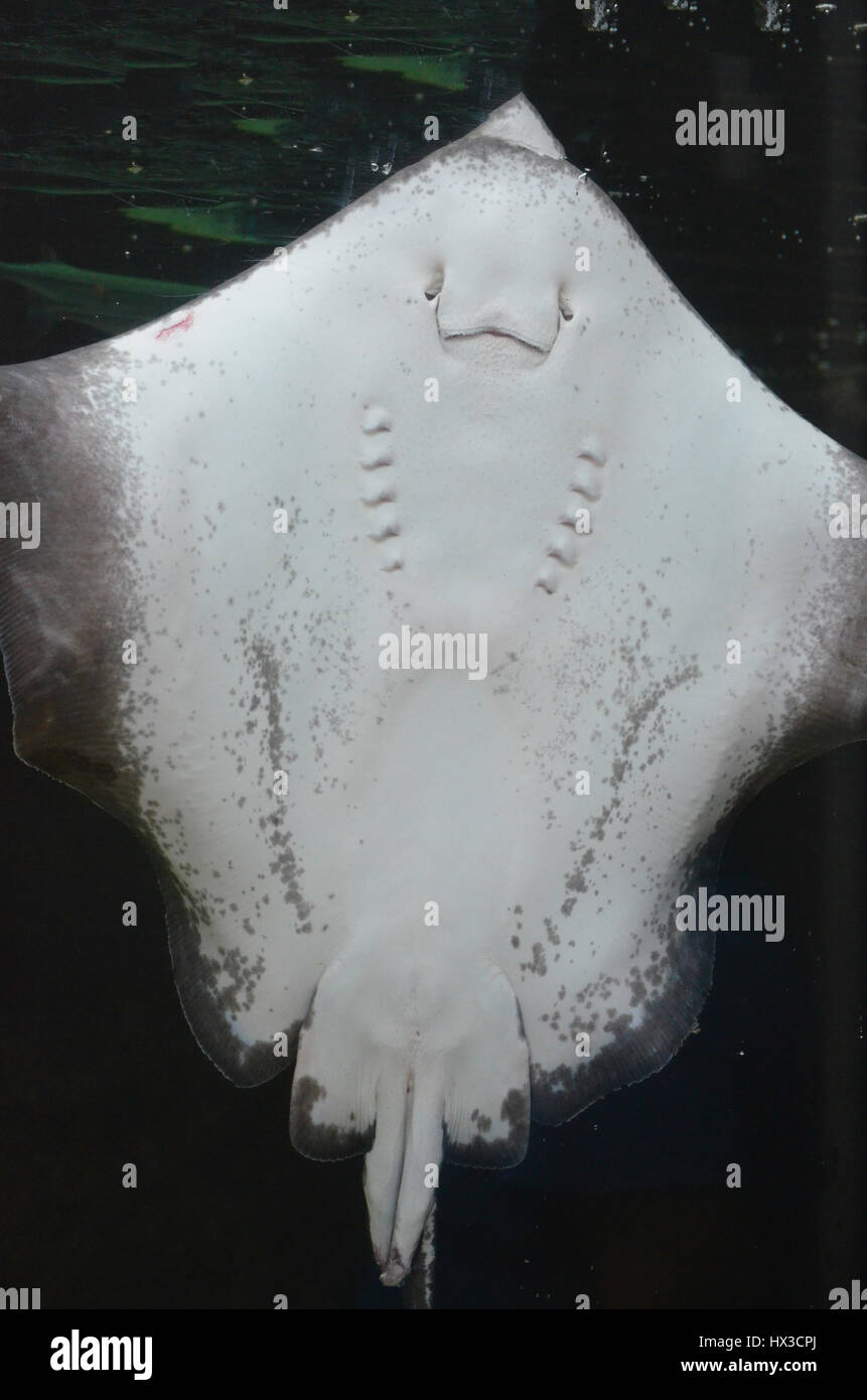 A close-up look at the white belly of a ray underwater Stock Photo - Alamy