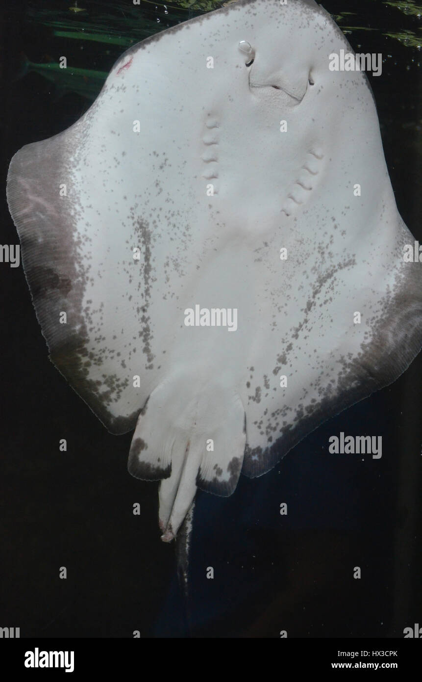 White underside of manta ray hi-res stock photography and images - Alamy