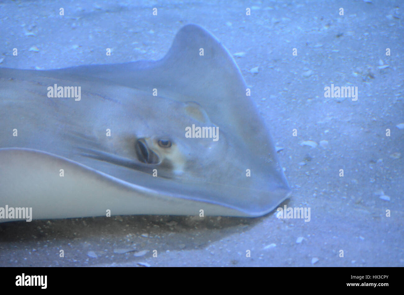 gray ray quietly sitting on the sandy bottom of the ocean Stock Photo ...