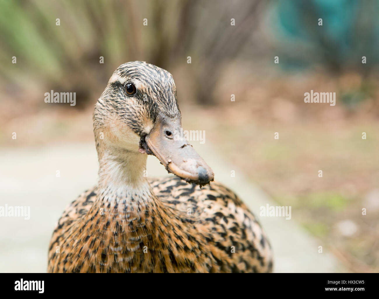 Female mallard duck up close hi-res stock photography and images - Alamy