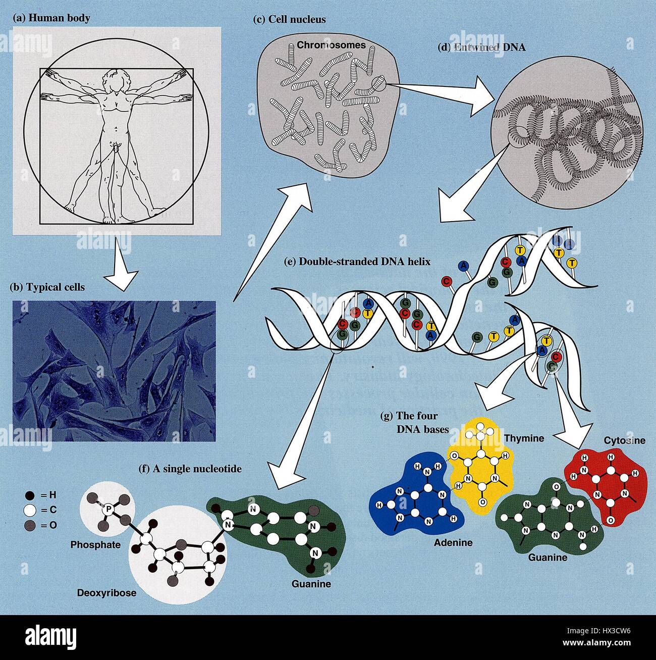 A diagram of the structure of DNA and genetic information, 1970. Image ...