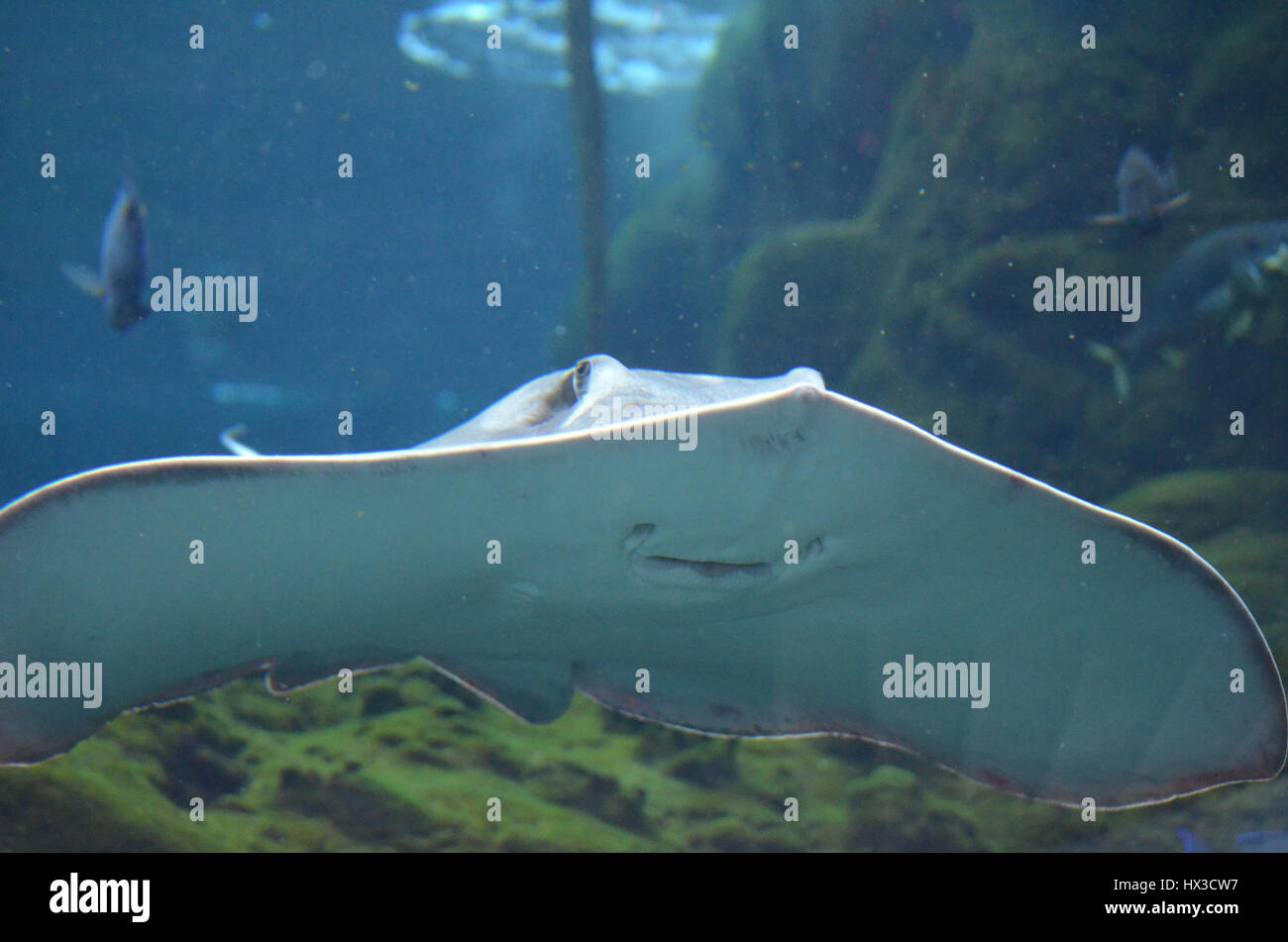 Stingray face hi-res stock photography and images - Alamy