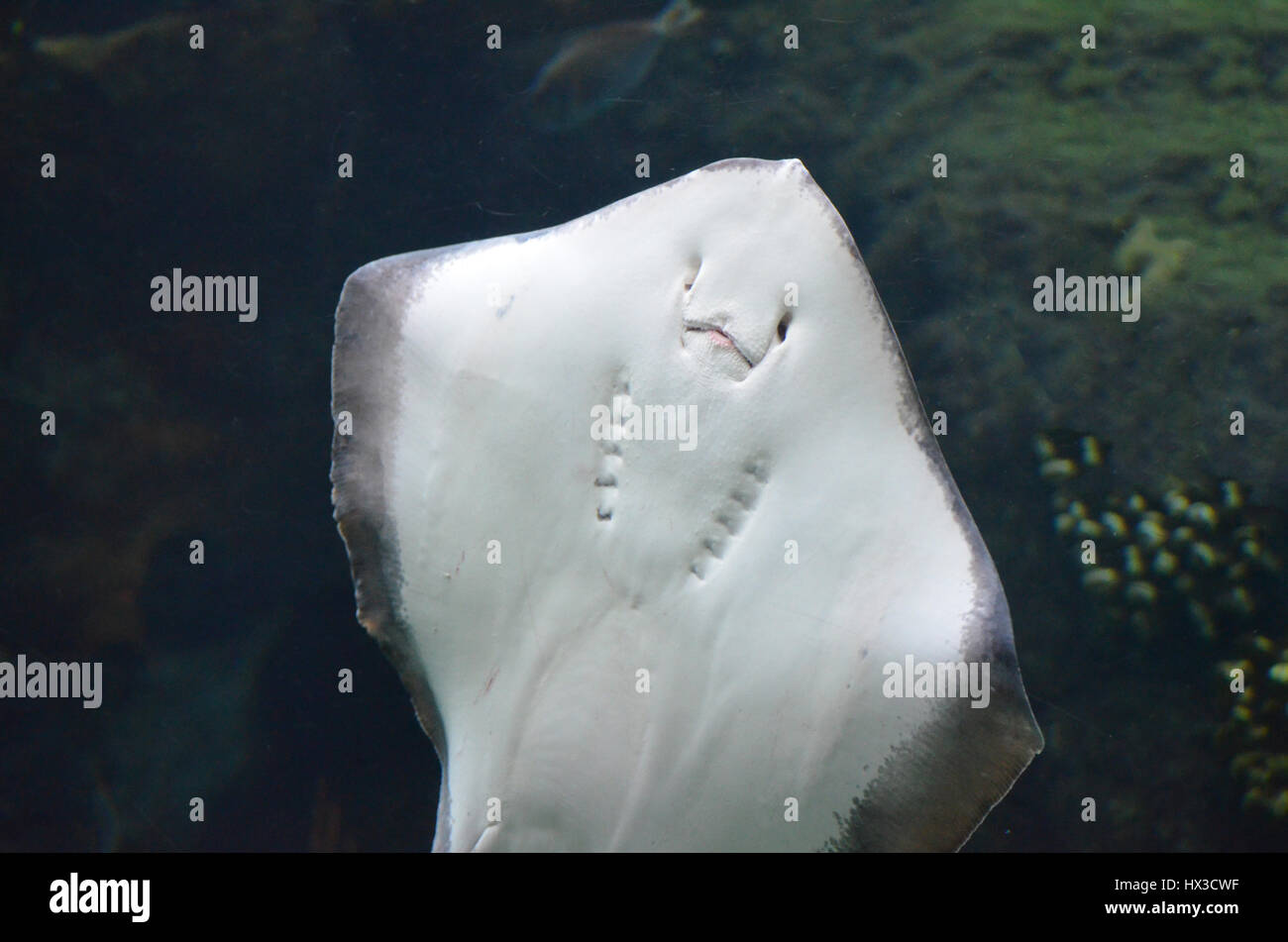 The Underside Of A Manta Ray High Resolution Stock Photography and ...