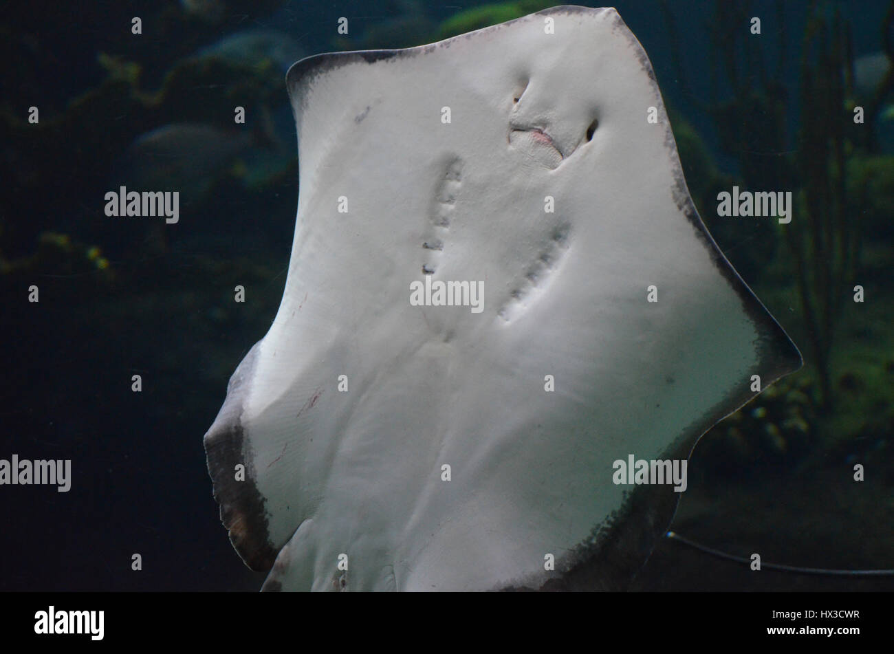 Ray showing his underside in the water Stock Photo - Alamy