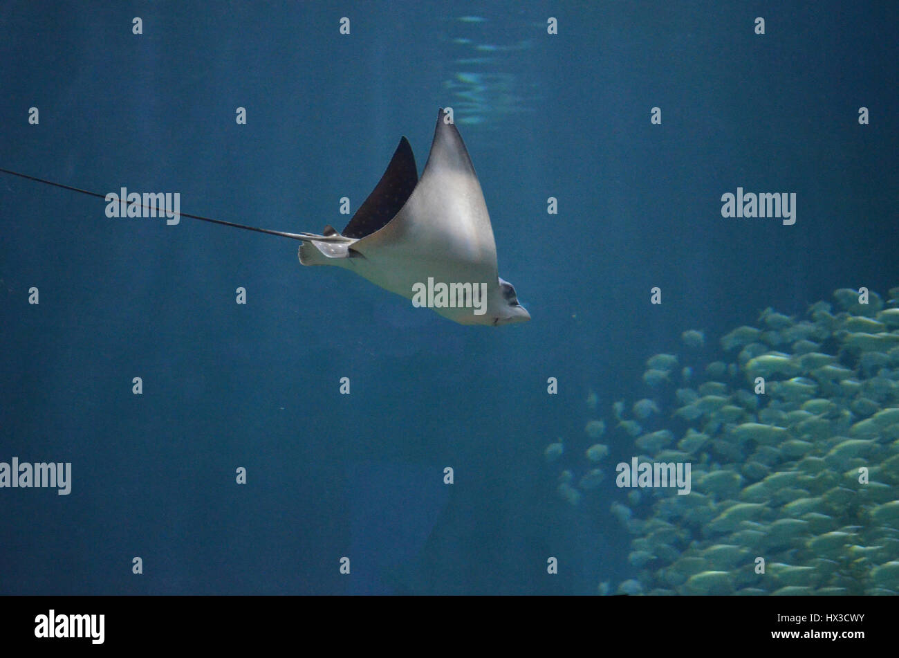 Stingray in a school of fish hi-res stock photography and images - Alamy