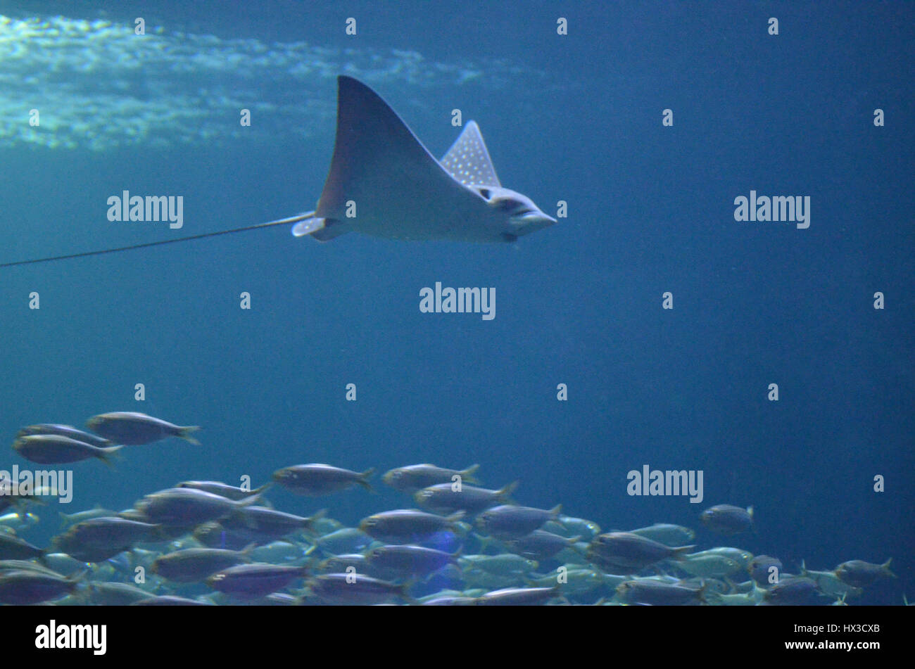 Stingray with a school of fish swimming in opposite directions Stock ...