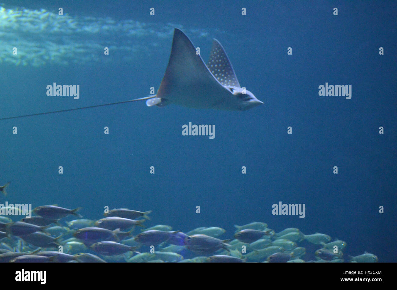 Ray gliding in the water above a large group of fish Stock Photo - Alamy