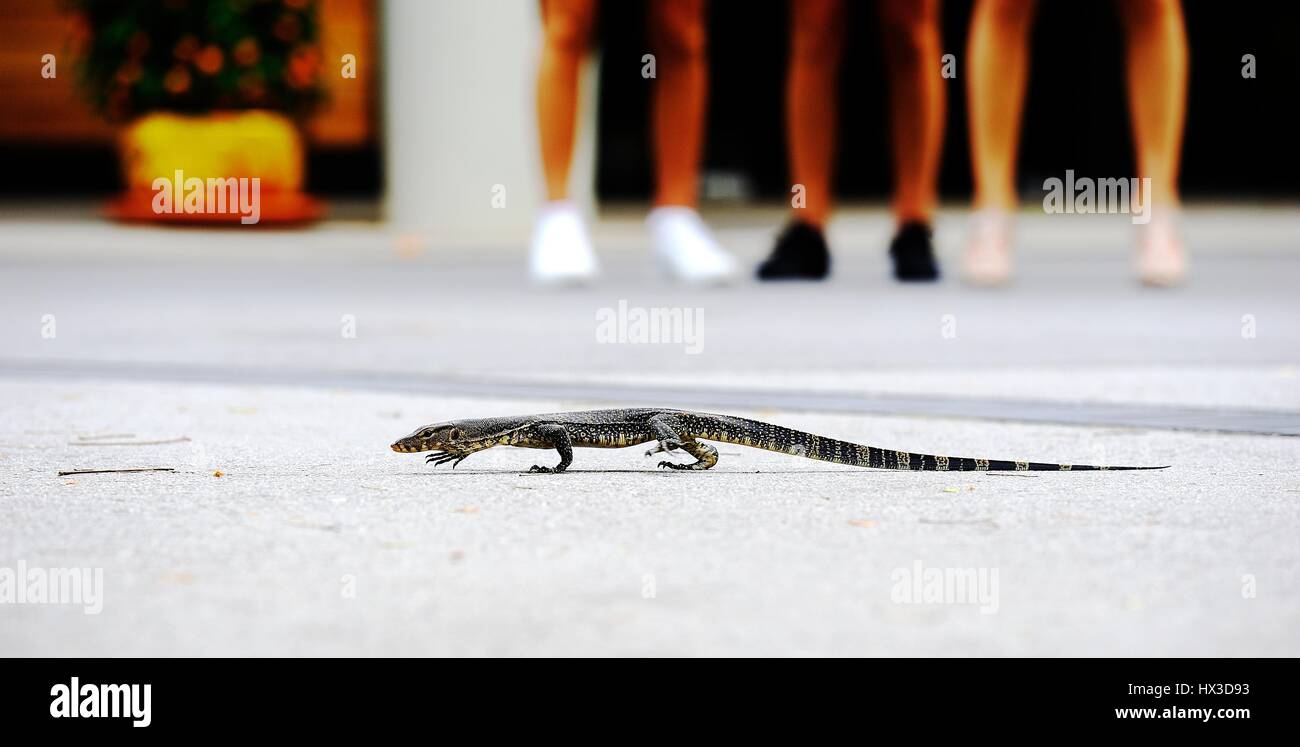 Iguanian lizard walking on the road Stock Photo - Alamy