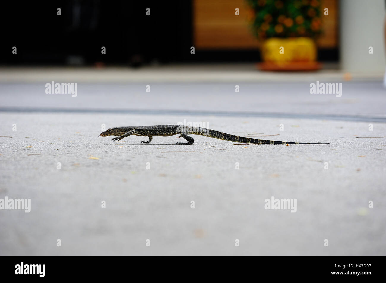 Iguanian lizard walking on the road Stock Photo - Alamy