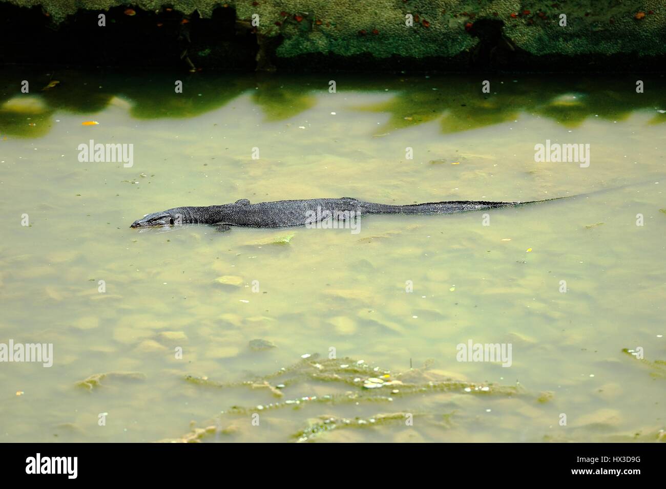 Iguanian lizard hunting in the water Stock Photo - Alamy