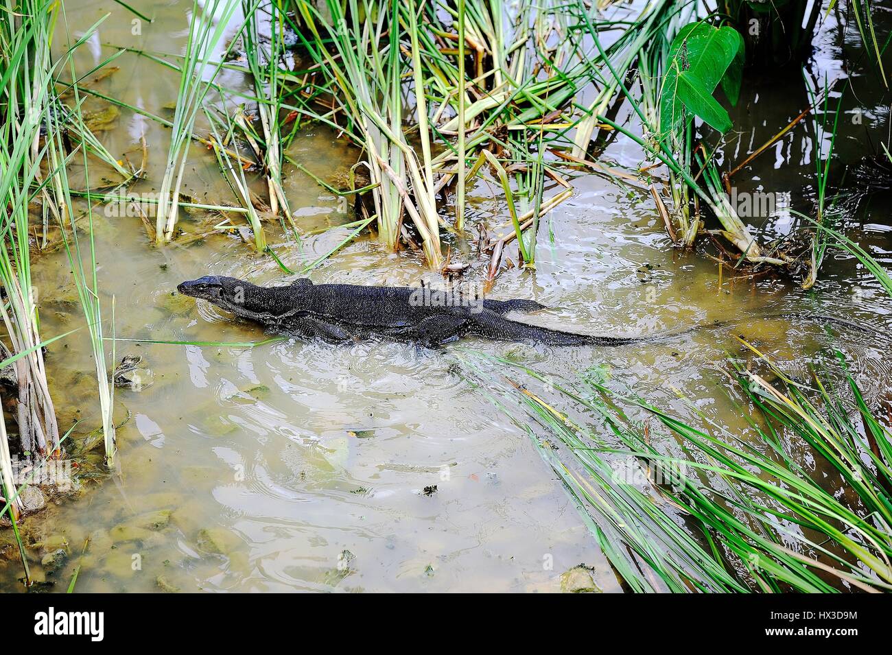 Iguanian lizard hunting in the water Stock Photo - Alamy