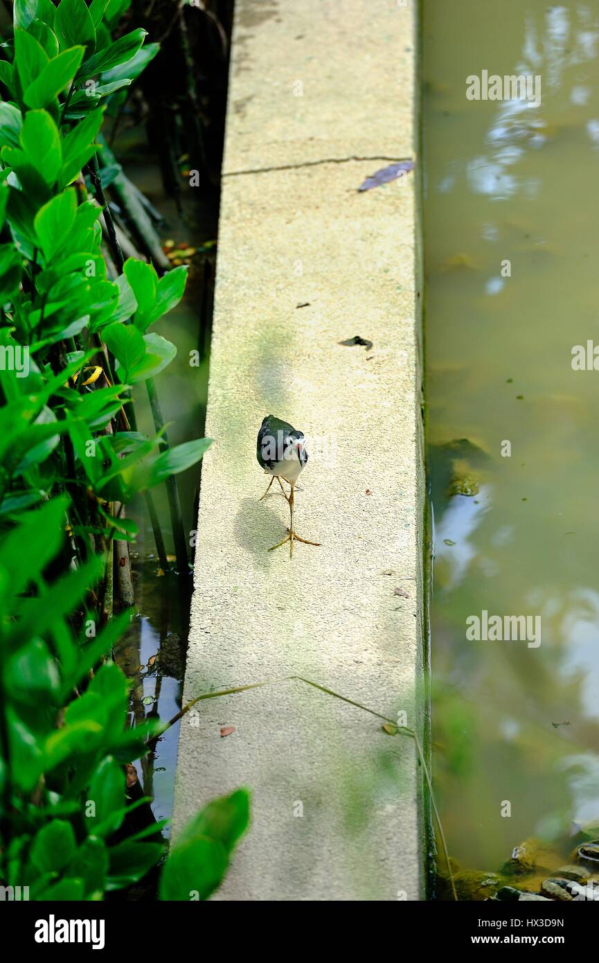 Single hen of White-breasted Waterhen Stock Photo - Alamy