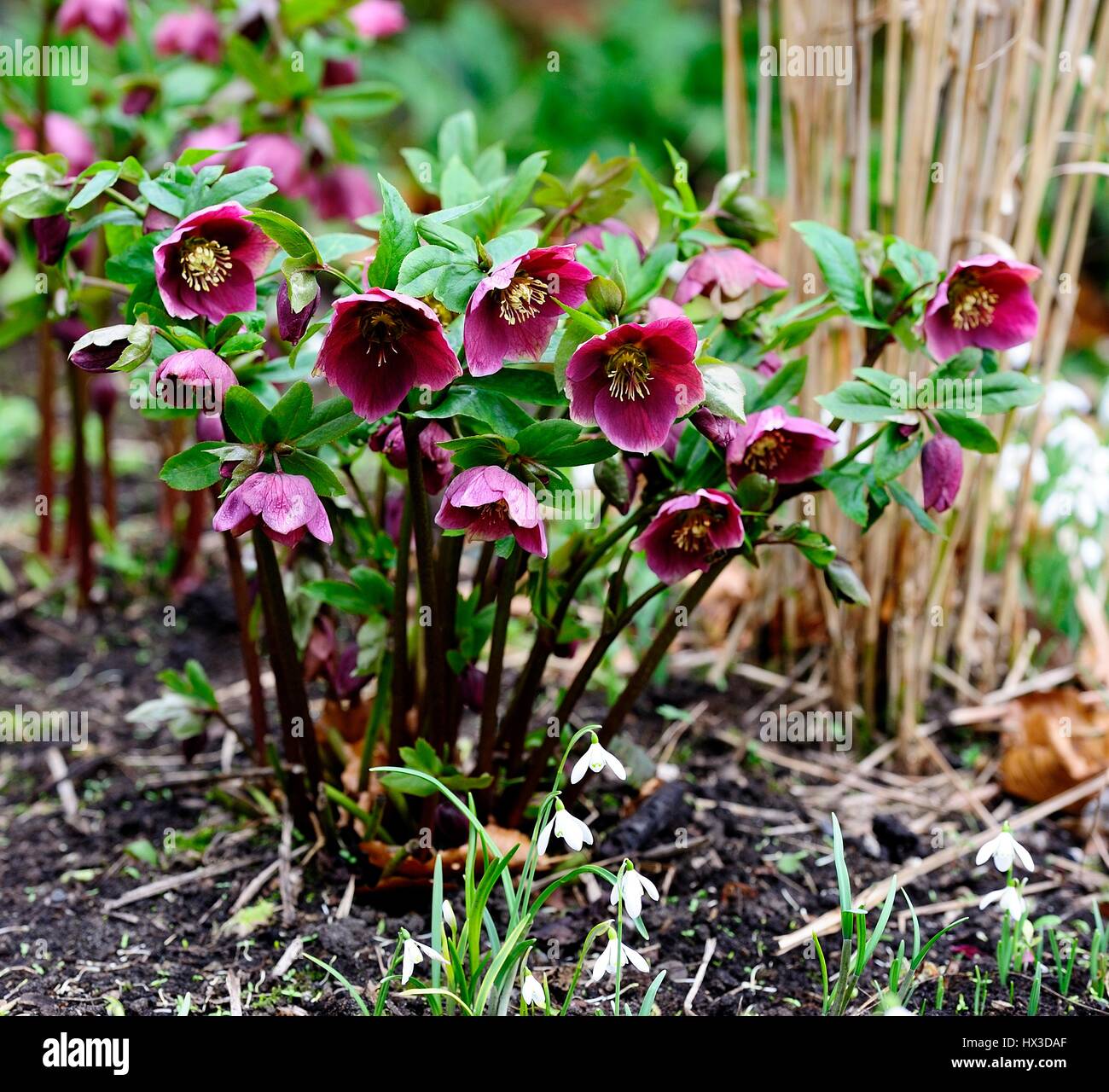 Purple nectaries hi-res stock photography and images - Alamy
