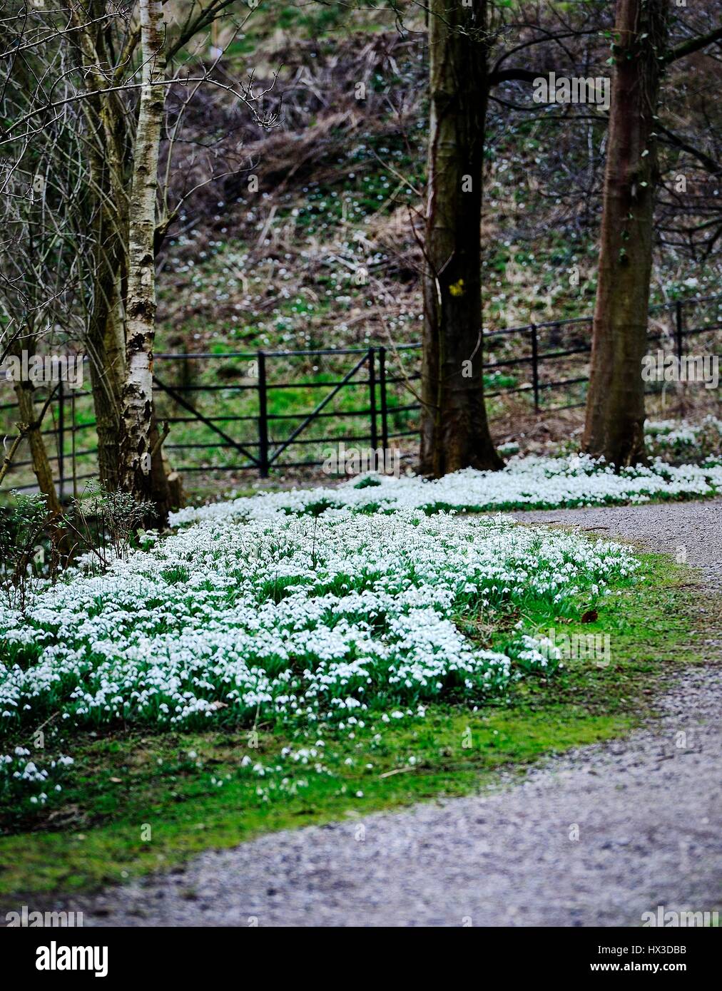 Footpath by the spring woodland Galanthus Stock Photo - Alamy