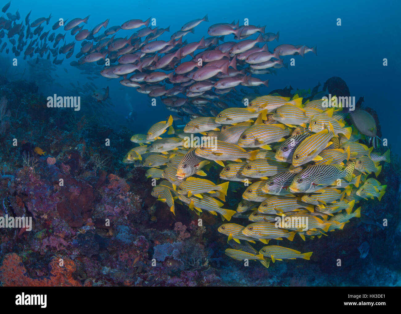 Schools of red and yellow sweetlips fish on Cape Kri reef in Raja Ampat ...
