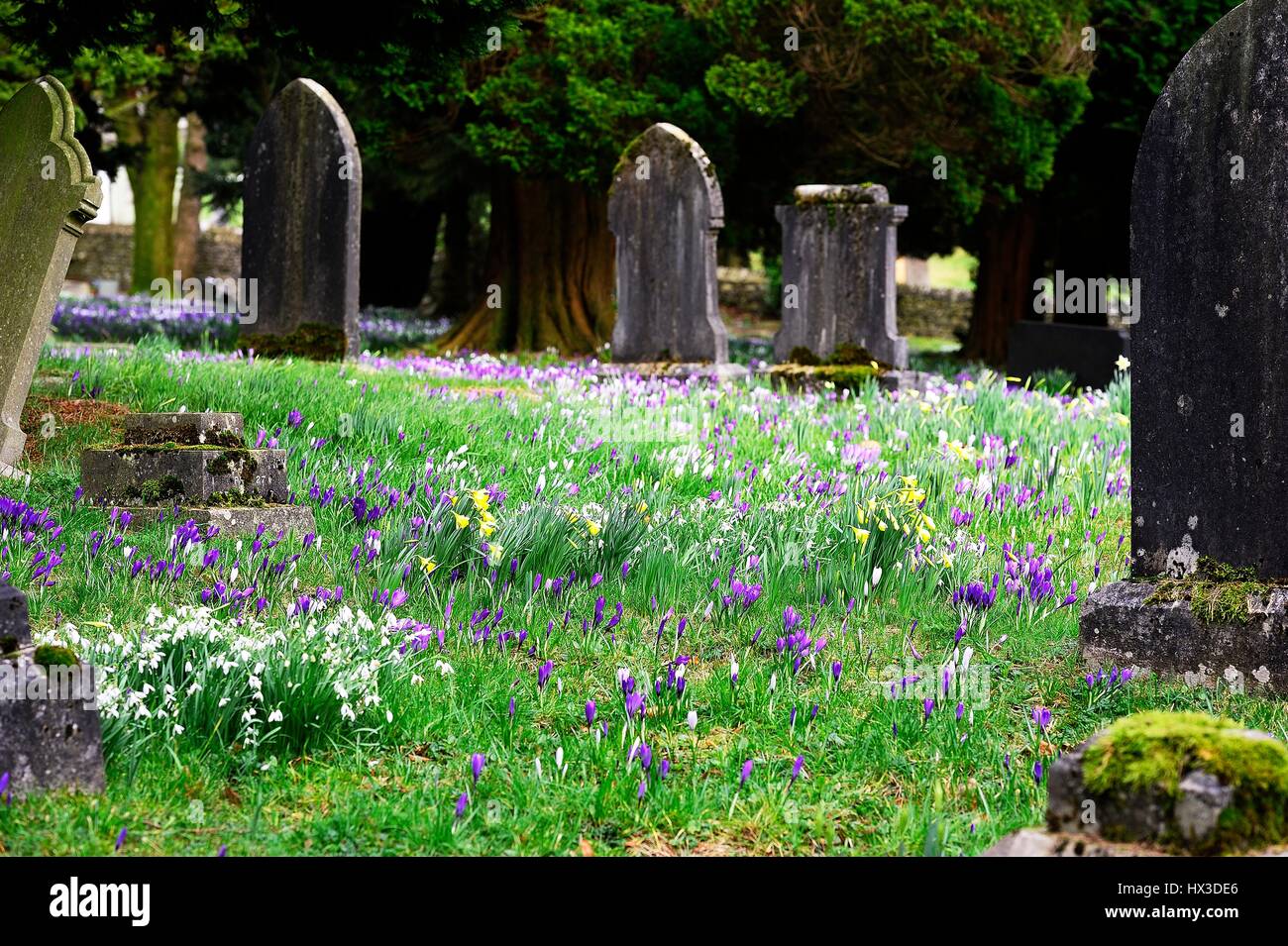 Carpet of Crocus in the graveyard Stock Photo - Alamy