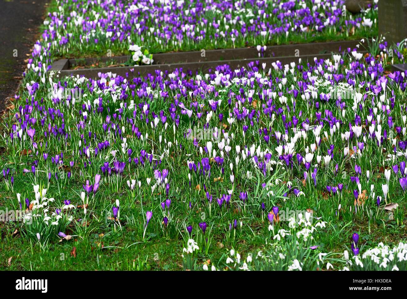 Carpet of Crocus in the graveyard Stock Photo - Alamy