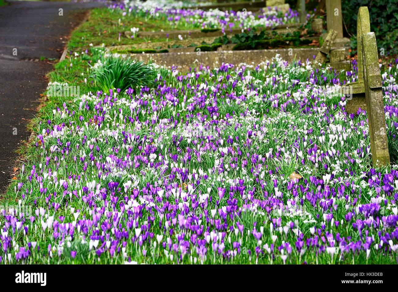 Carpet of Crocus in the graveyard Stock Photo - Alamy