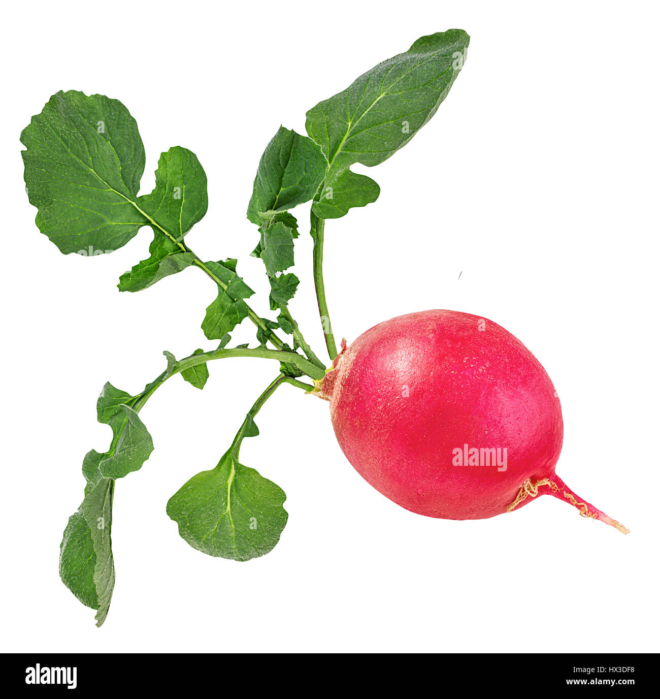 Fresh radishes isolated on white Stock Photo - Alamy