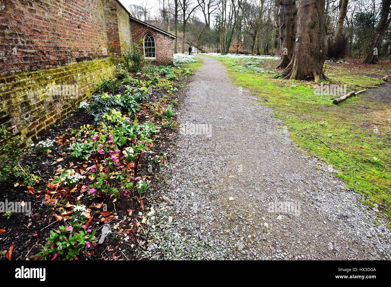 Footpath by the spring woodland Galanthus Stock Photo - Alamy