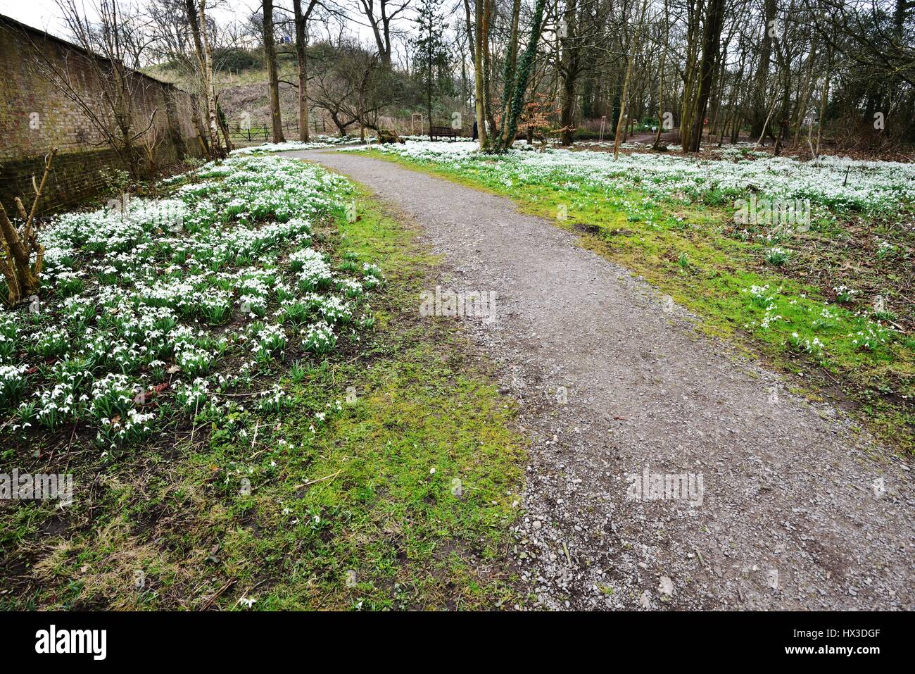 Footpath by the spring woodland Galanthus Stock Photo - Alamy