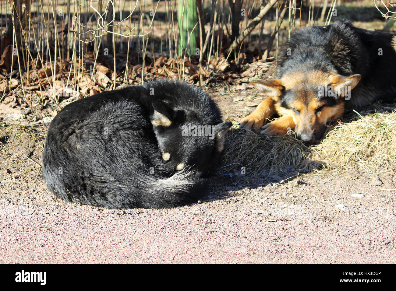 Several stray dogs sleep in the park and sunbathe in the spring sun ...