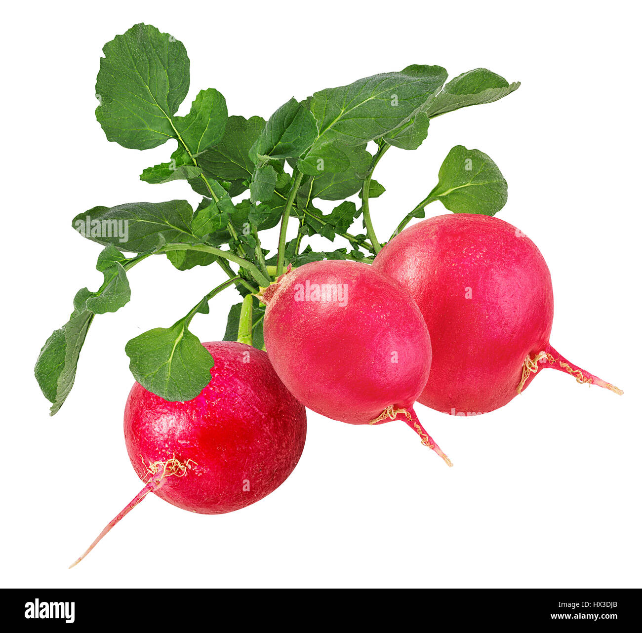 Fresh radishes isolated on white Stock Photo - Alamy