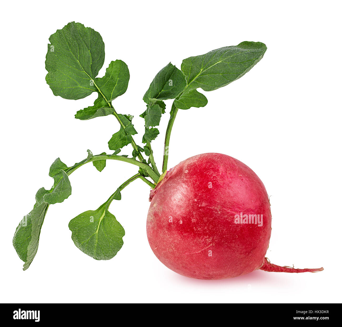 Fresh radishes isolated on white Stock Photo - Alamy