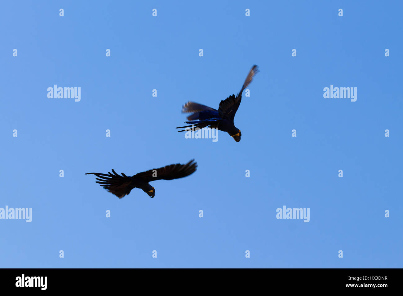 Couple of Hyacinth macaw from Pantanal, Brazil. Brazilian wildlife ...