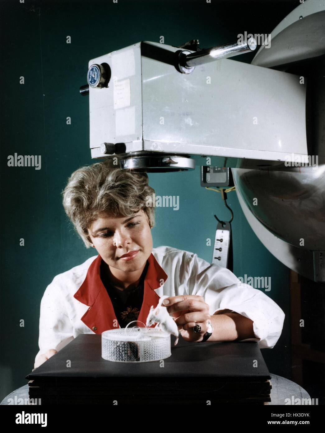 A technician places a mouse in a chamber for x-irradiation to study the ...