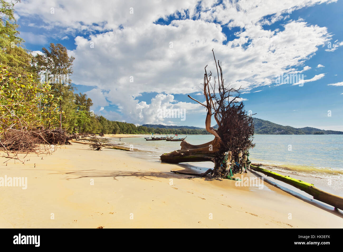 Dead tree trunk on tropical beach Stock Photo - Alamy