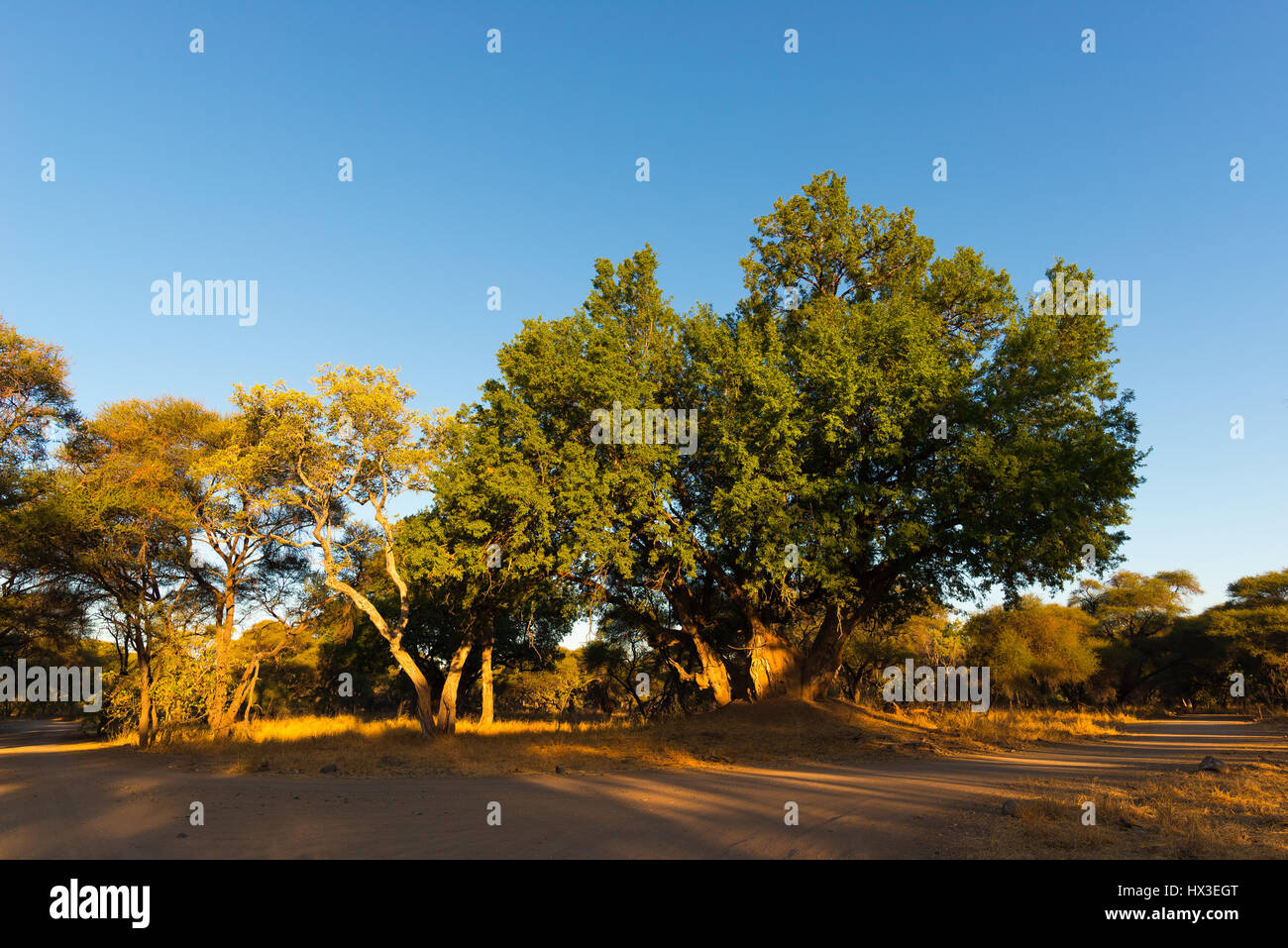 Scenic and colorful landscape with lush green acacia tree forest in the ...