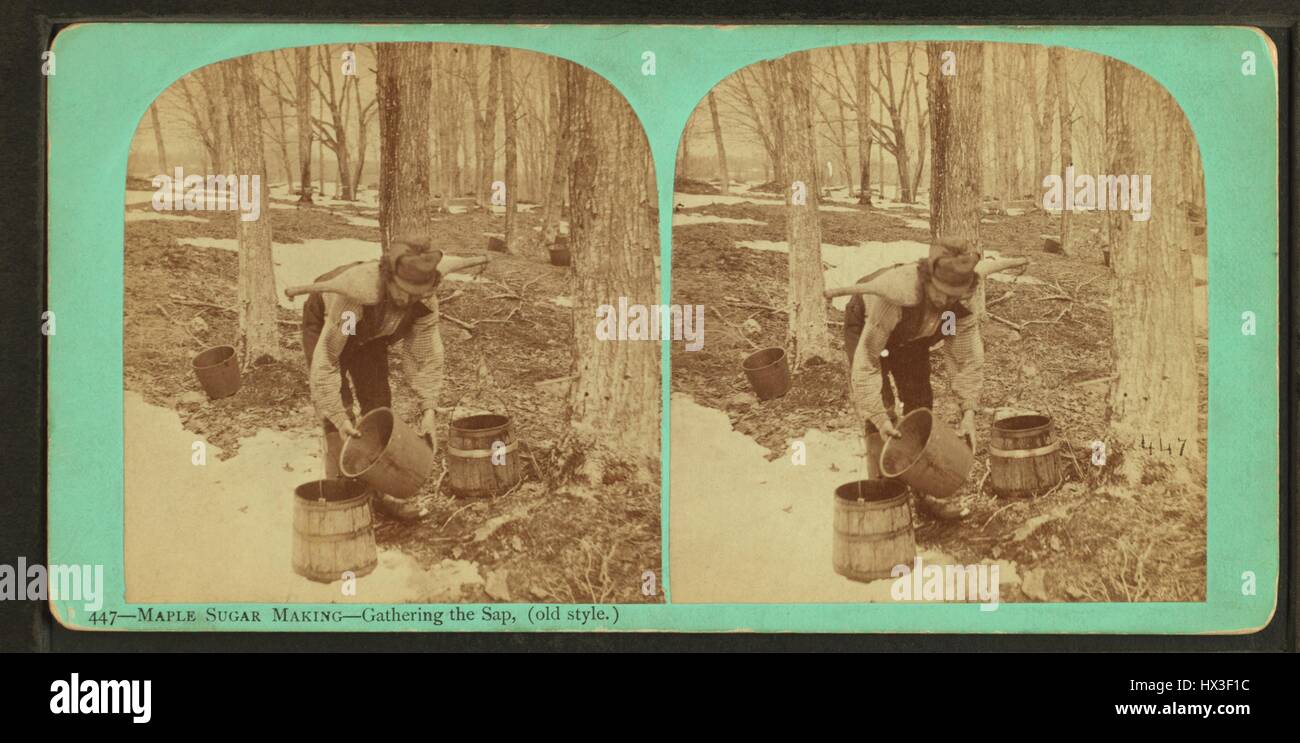 Stereoscope slides of a woman gathering maple sap to make syrup ...